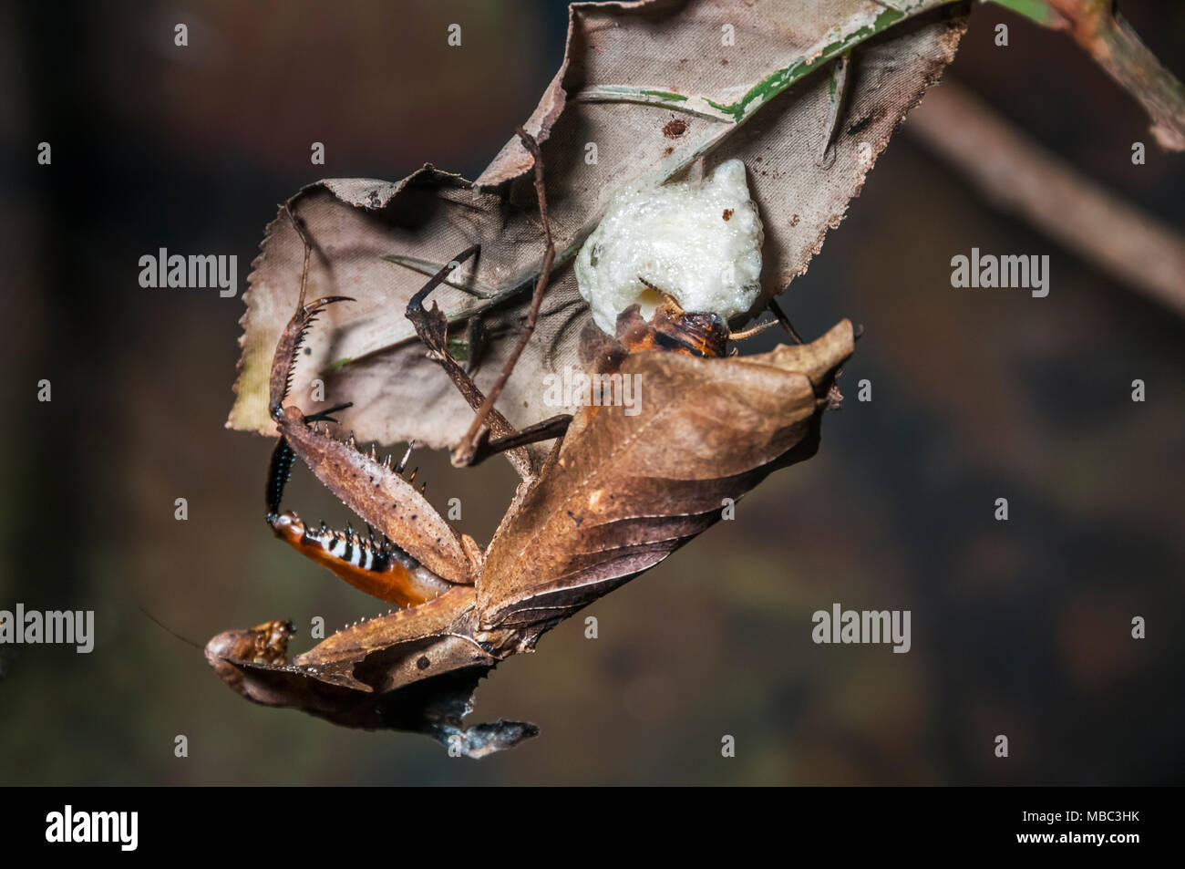 Praying mantis eggs hi-res stock photography and images - Alamy