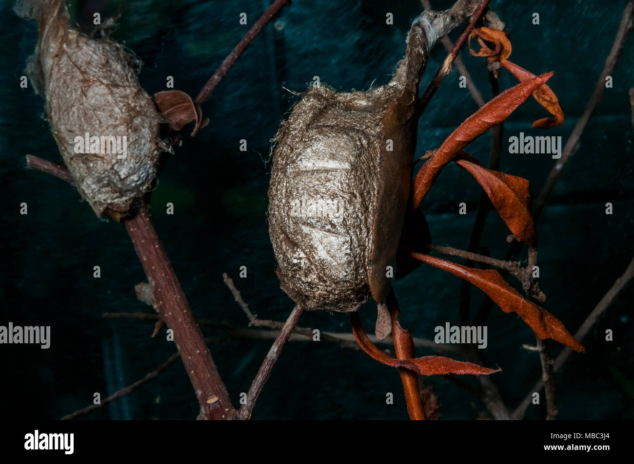 Antheraea polyphemus cocoon hi-res stock photography and images - Alamy