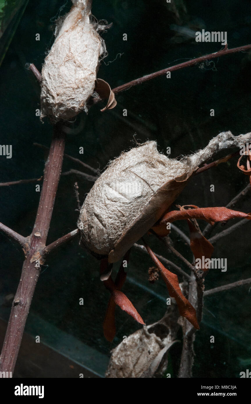 Antheraea polyphemus cocoon hi-res stock photography and images - Alamy