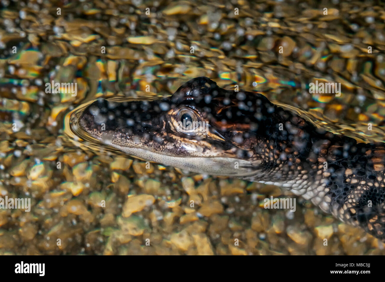 Baby alligator swimming Stock Photo - Alamy