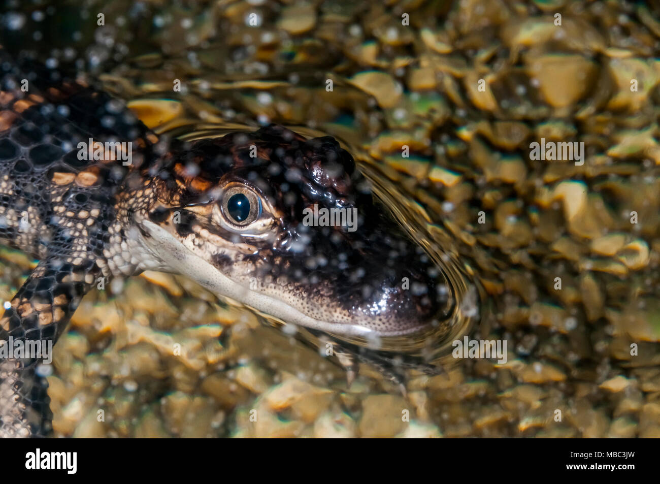 Baby alligator swimming Stock Photo - Alamy