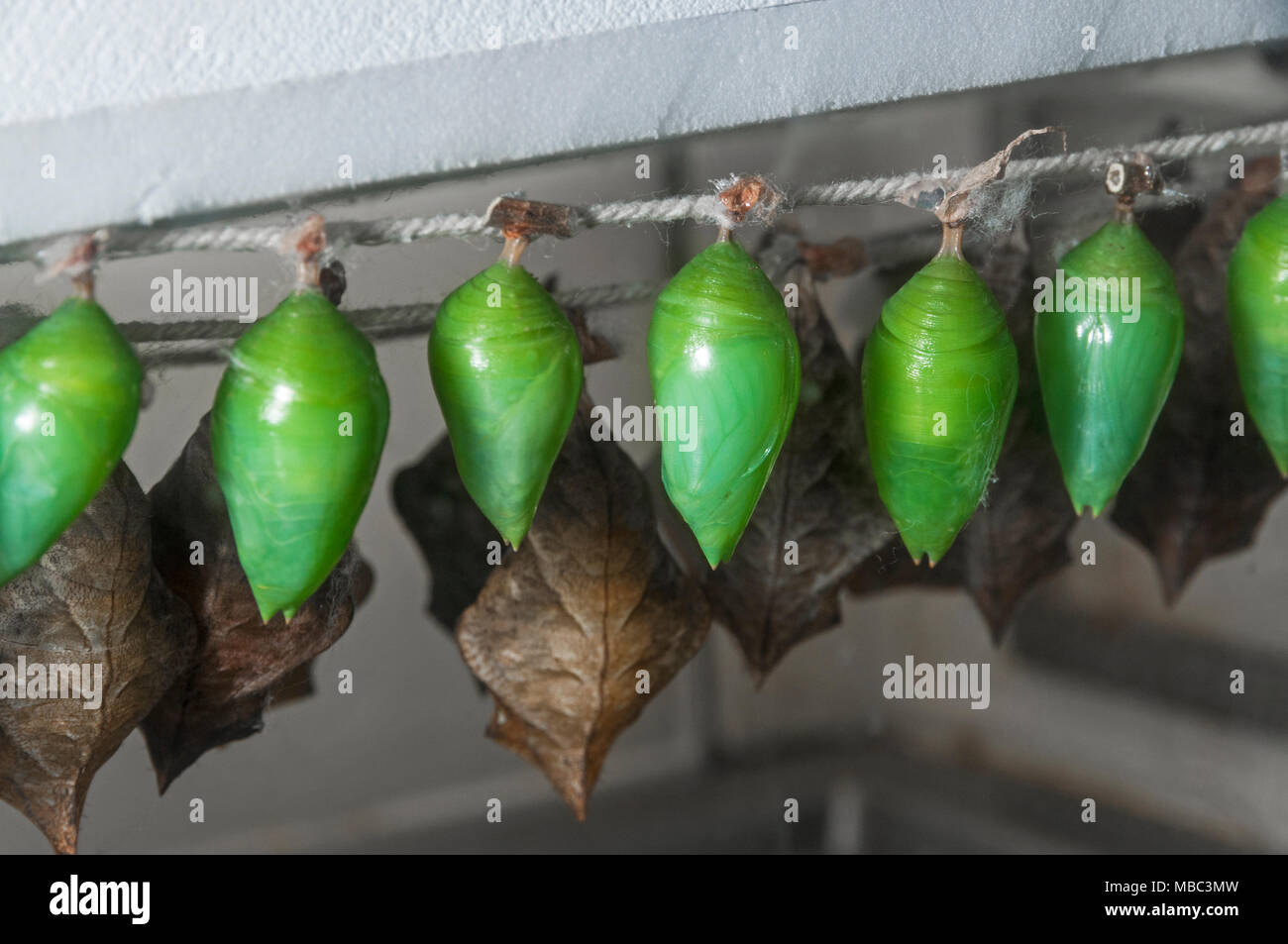 Monarch butterfly with cocoons hi-res stock photography and images - Alamy