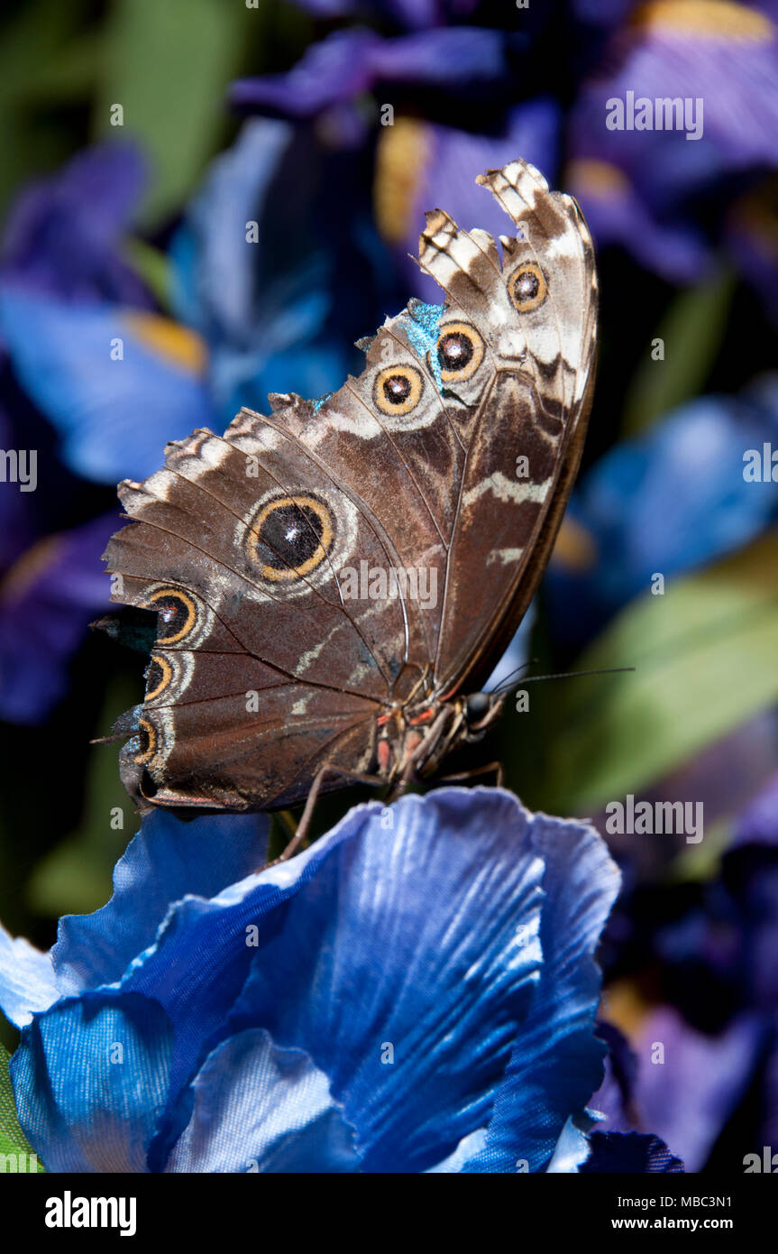 Peleides blue morpho underside hi-res stock photography and images - Alamy