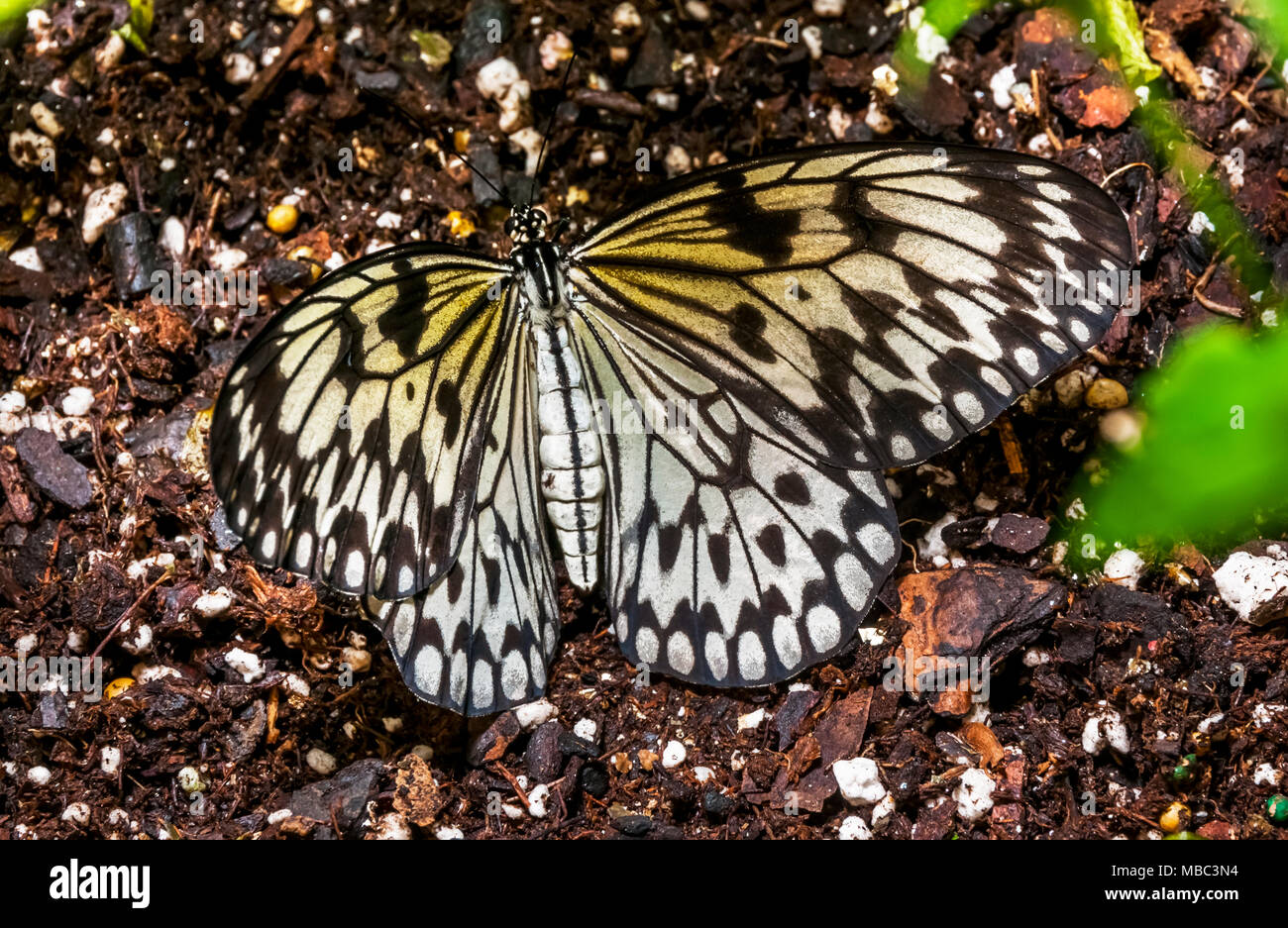 Common Mime High Resolution Stock Photography and Images - Alamy