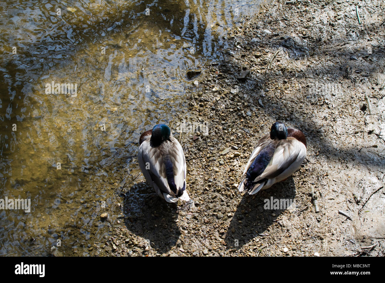 Two male mallard ducks hi-res stock photography and images - Alamy