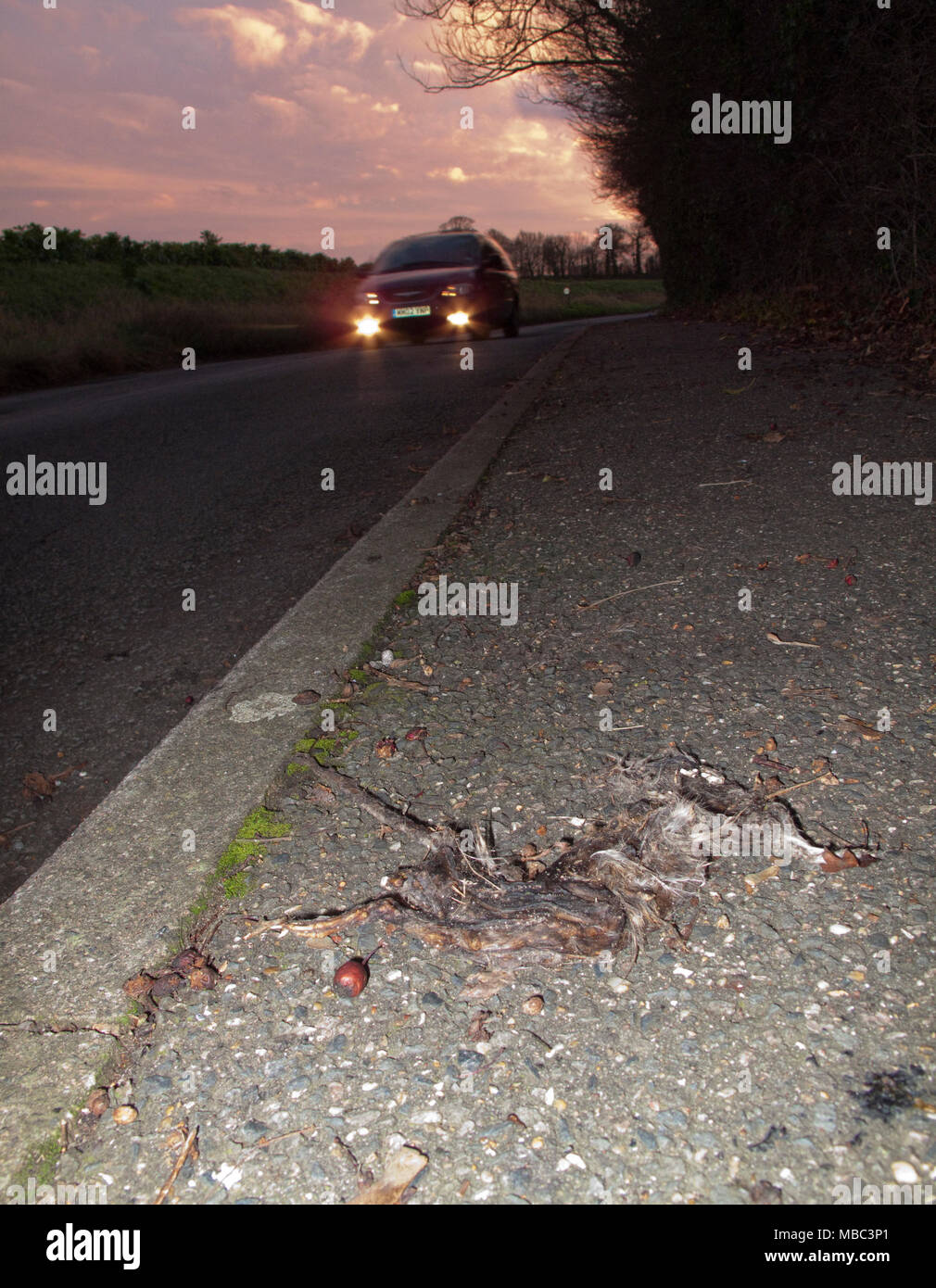 Flattened remains of a rat on the pavement Stock Photo - Alamy