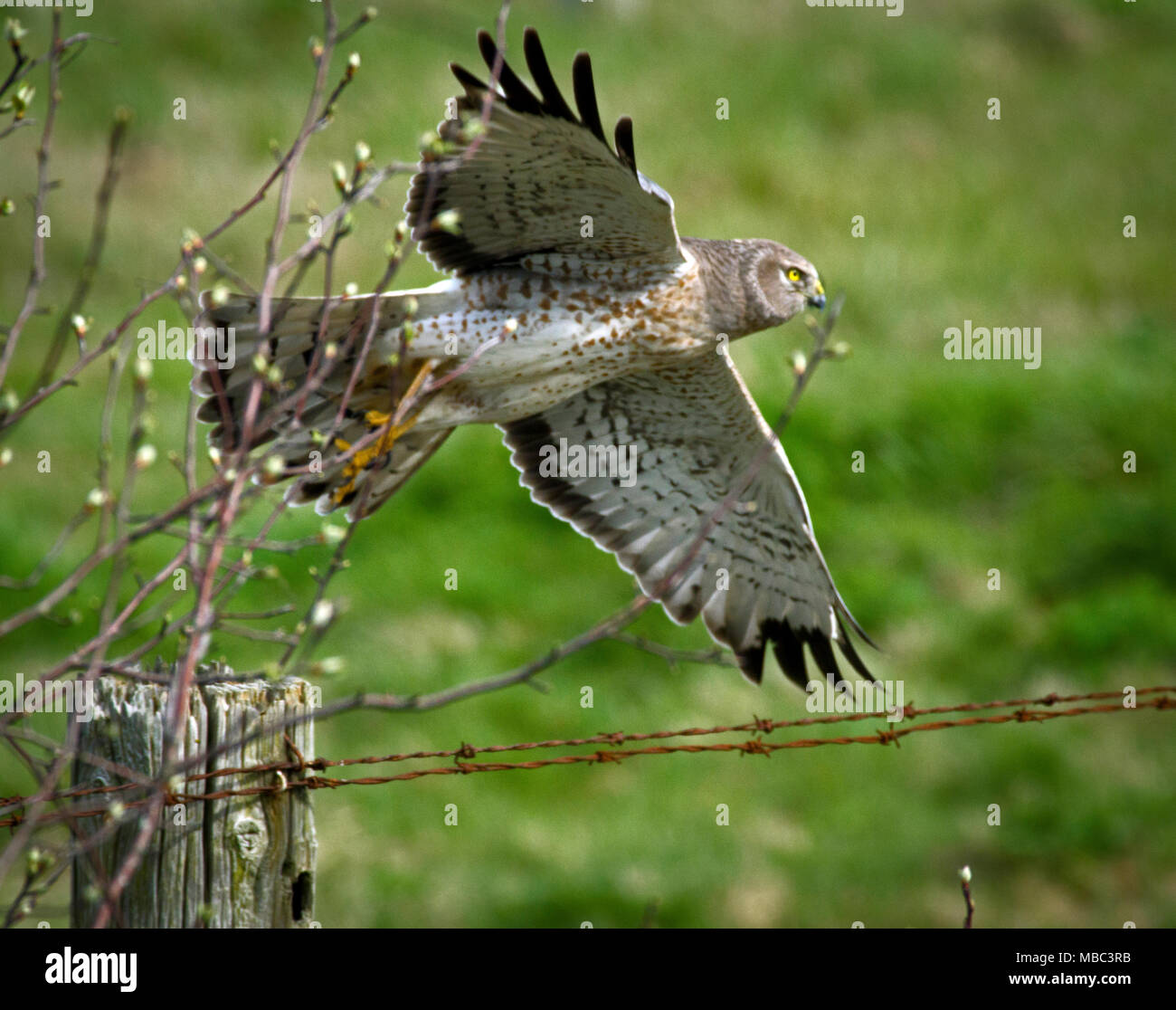 Male northern harrier hi-res stock photography and images - Alamy