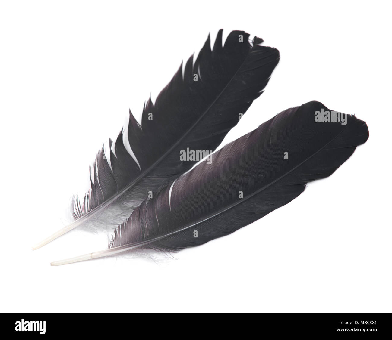 Black raven feather isolated on white background Stock Photo - Alamy