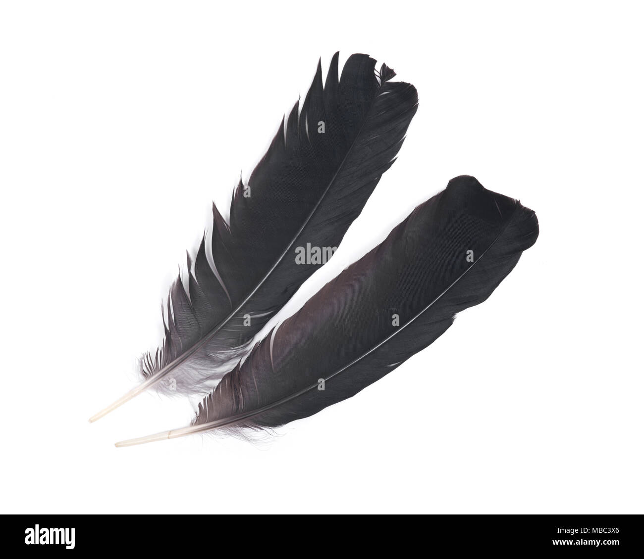 Black raven feather isolated on white background Stock Photo - Alamy