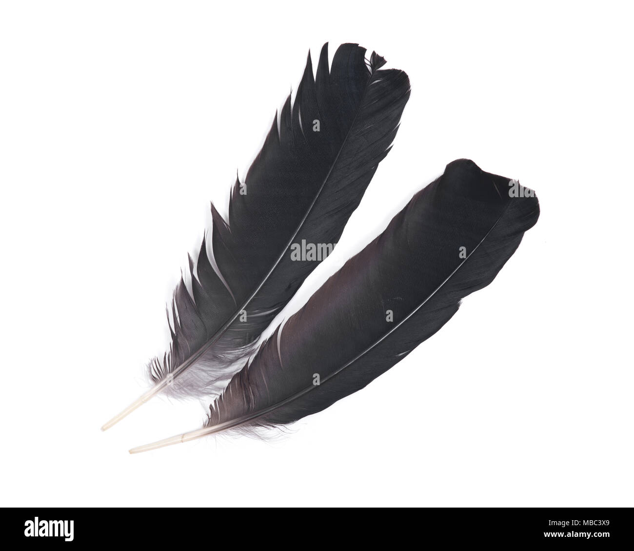 Black raven feather isolated on white background Stock Photo - Alamy