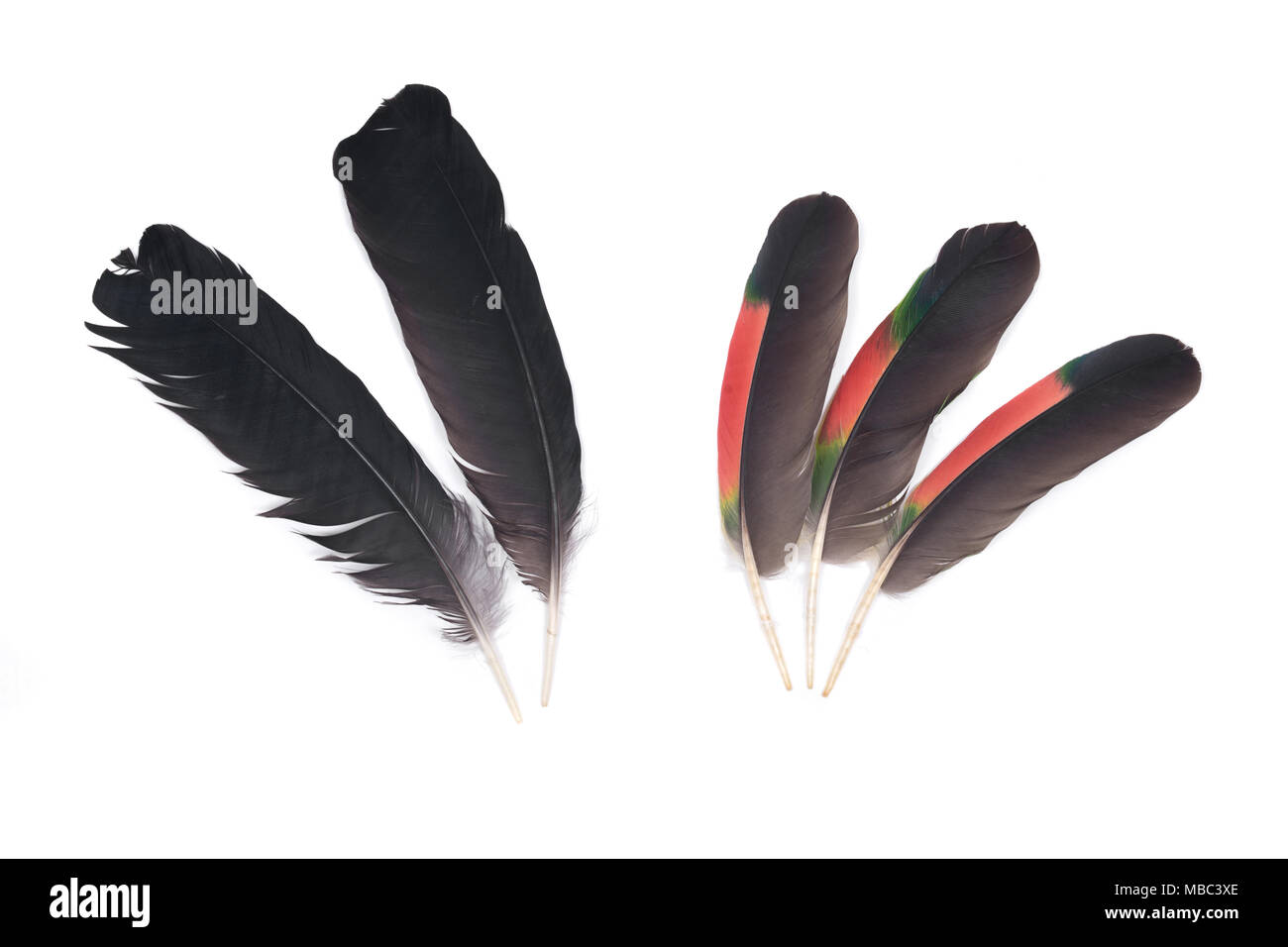 Black raven feather and colorful parrot feathers isolated on white ...