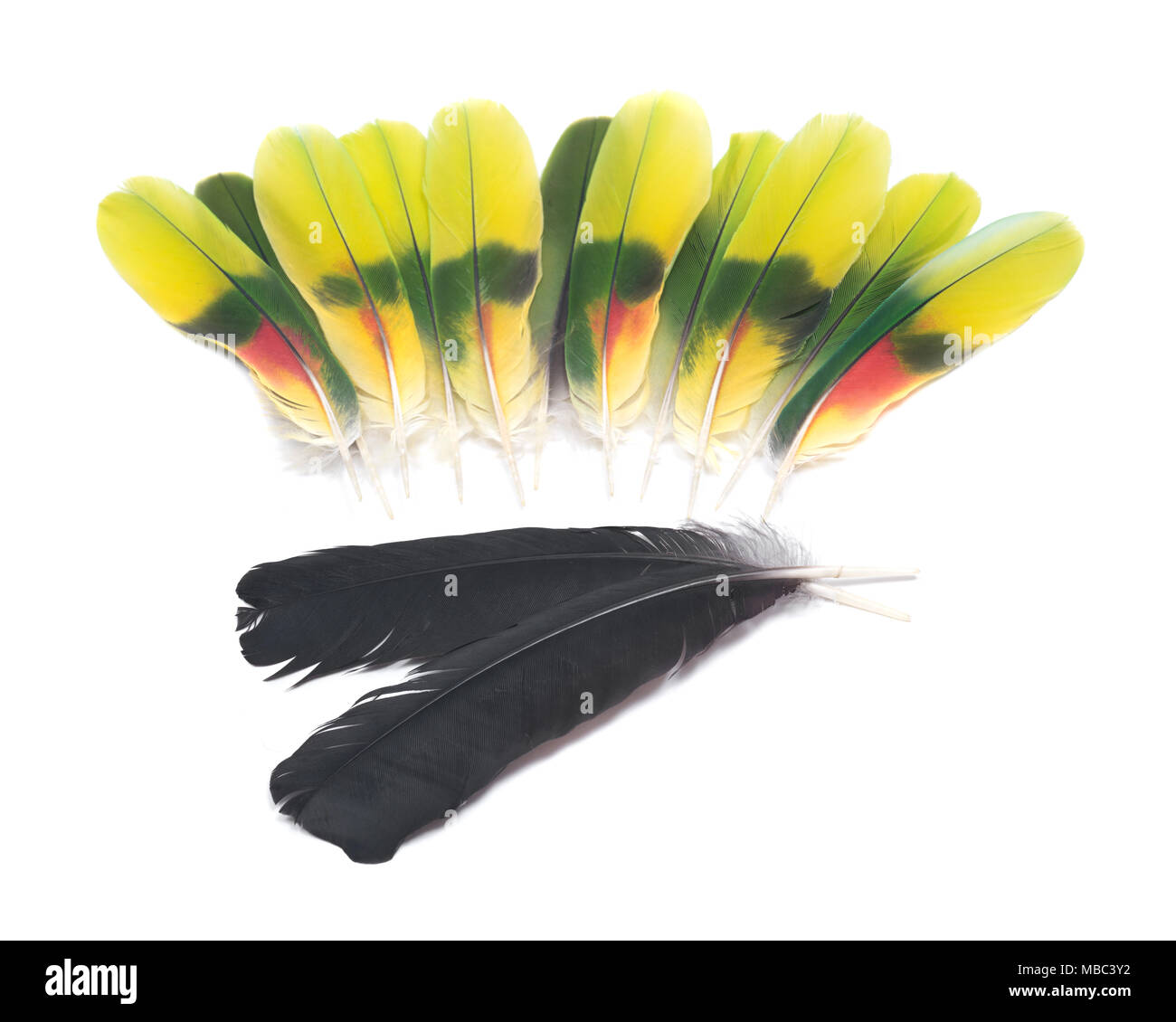 Black raven feather and colorful parrot feathers isolated on white ...