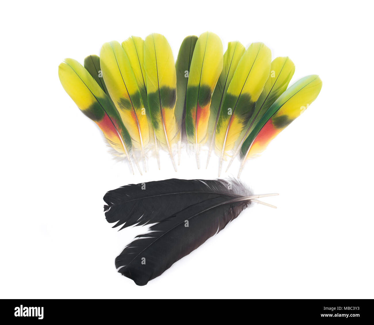 Black raven feather and colorful parrot feathers isolated on white ...