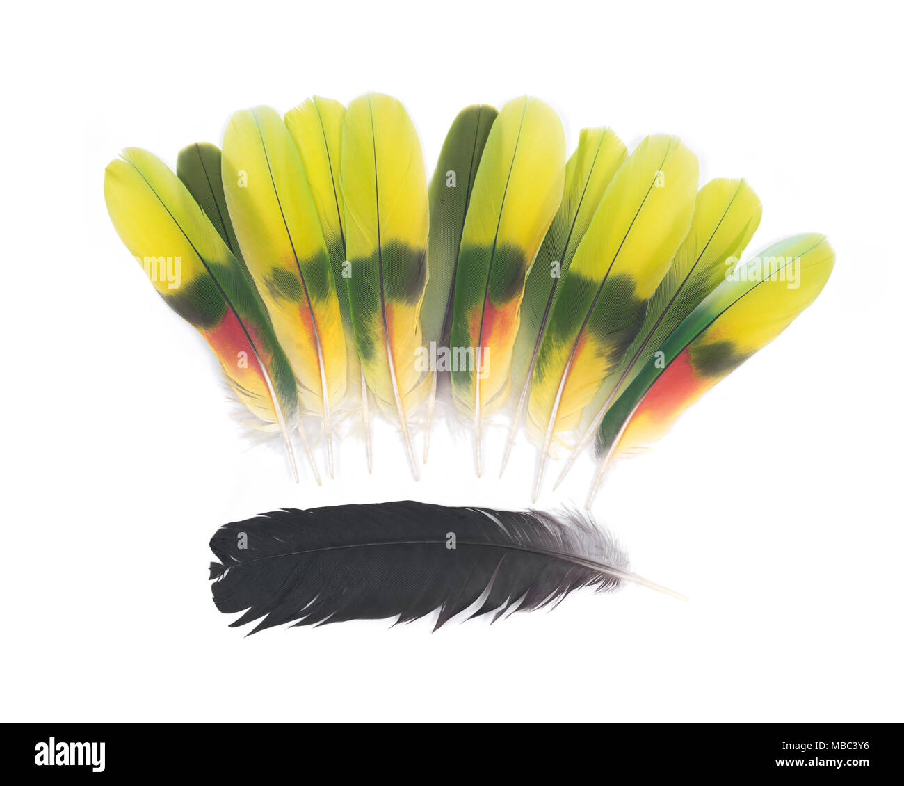 Black raven feather and colorful parrot feathers isolated on white ...