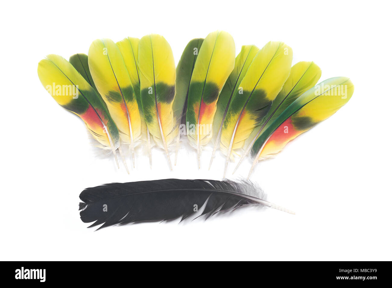 Black raven feather and colorful parrot feathers isolated on white ...