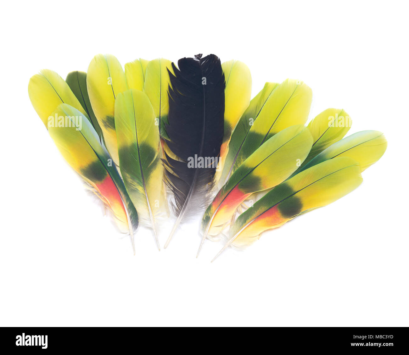 Black raven feather and colorful parrot feathers isolated on white ...