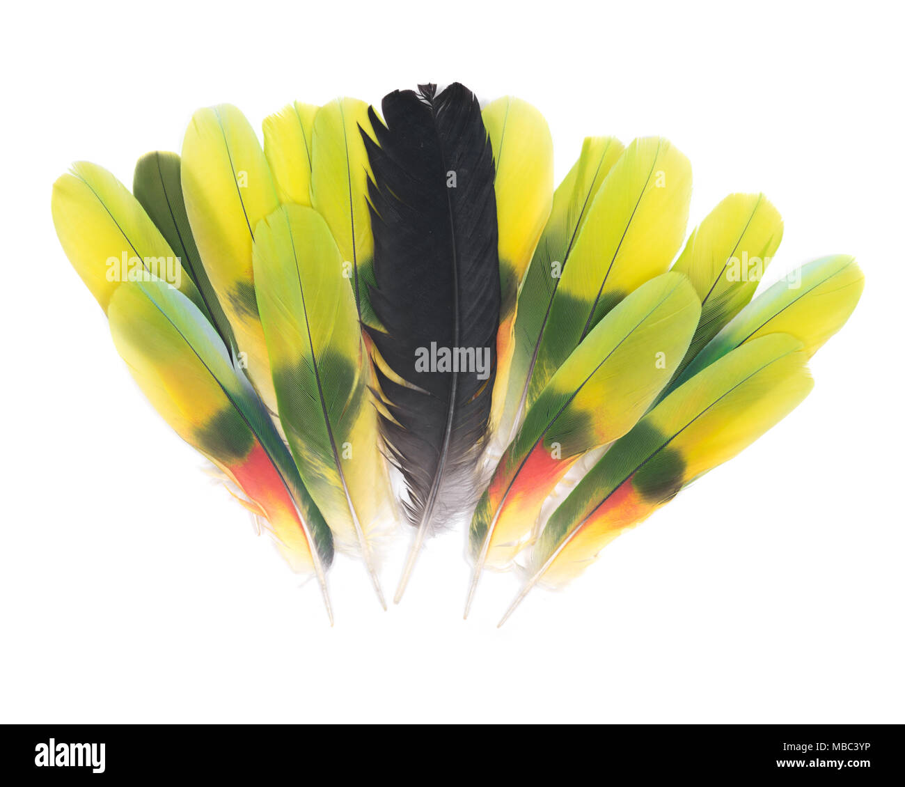 Black raven feather and colorful parrot feathers isolated on white ...