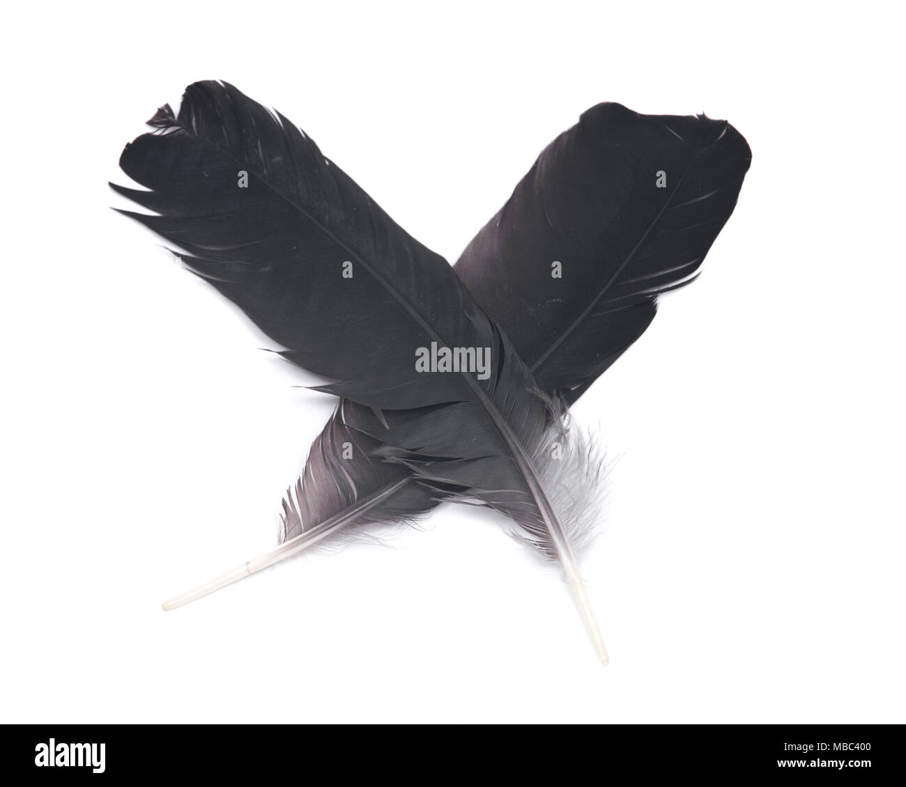 Black raven feather isolated on white background Stock Photo - Alamy