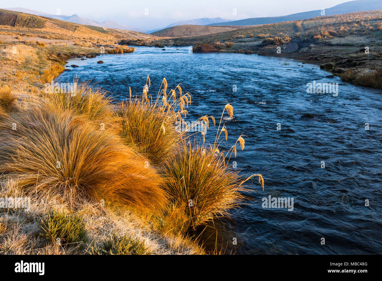 Pajonales hi-res stock photography and images - Alamy
