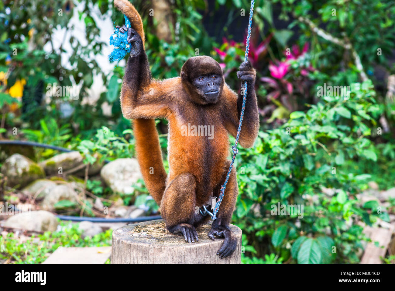 Simian of the Ecuadorian Amazon, prisoner by settlers from the region ...