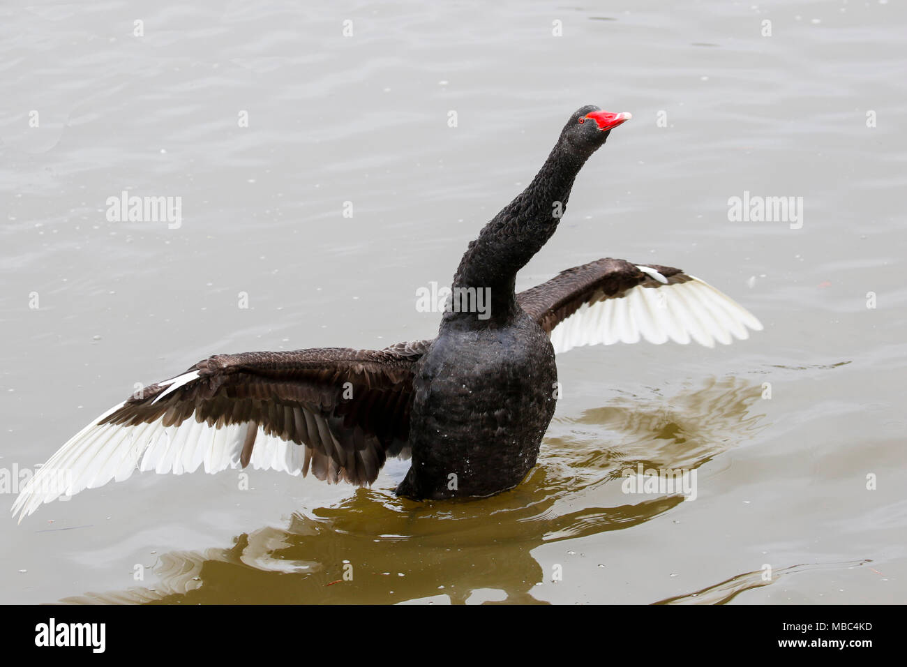 Black rivers band hi-res stock photography and images - Alamy