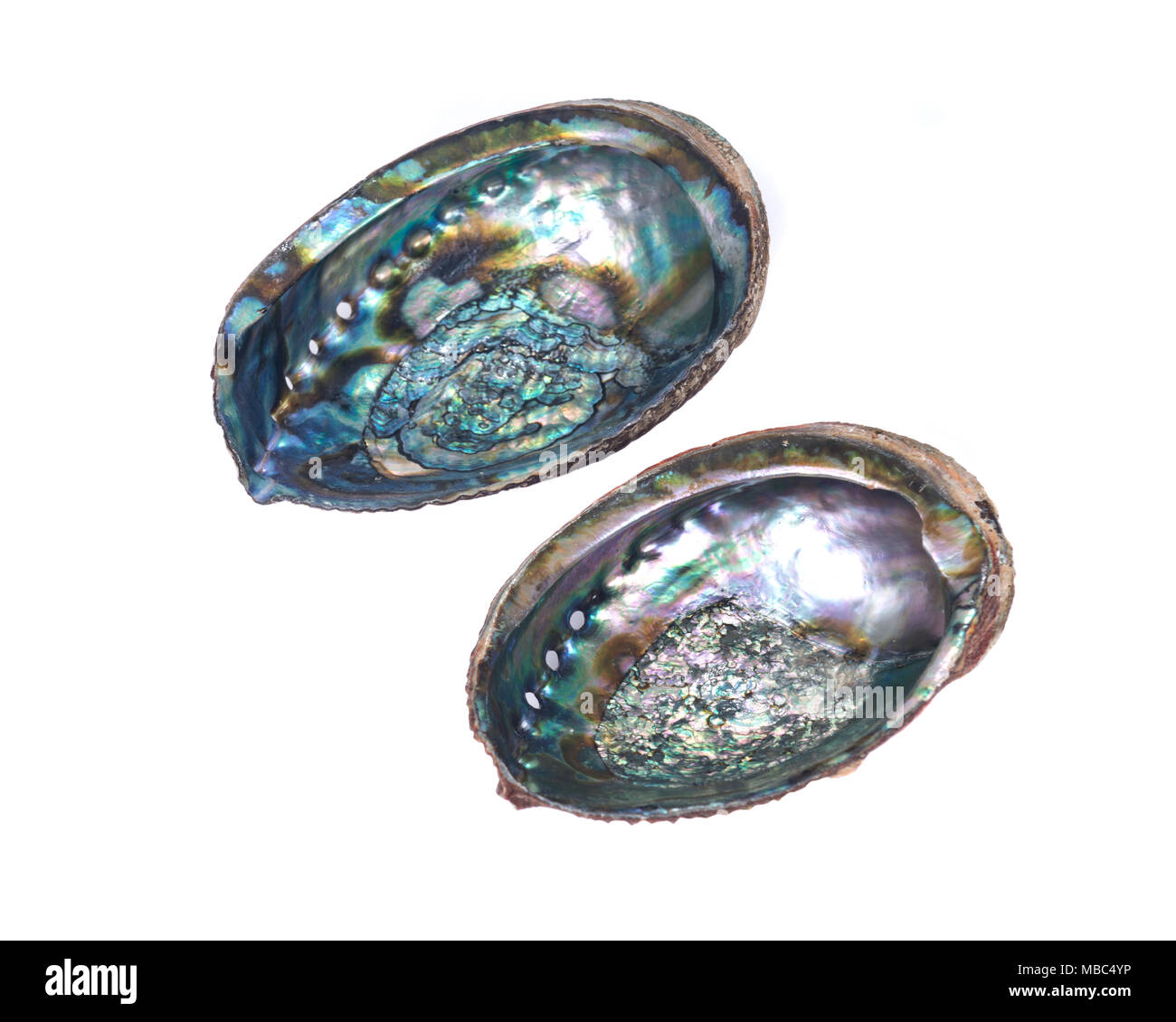Bright polished rainbow abalone shell isolated on white background Stock Photo - Alamy