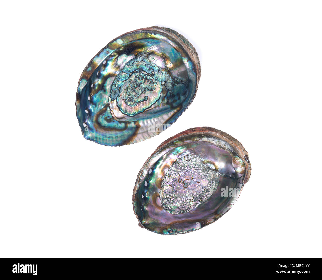 Bright polished rainbow abalone shell isolated on white background Stock Photo - Alamy