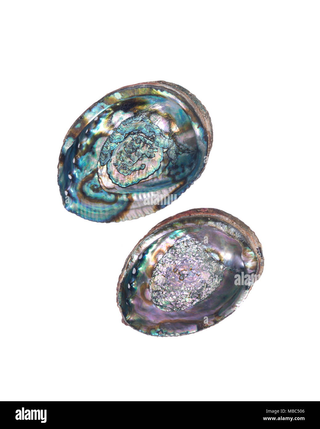 Bright Polished Rainbow Abalone Shell Isolated On White Background