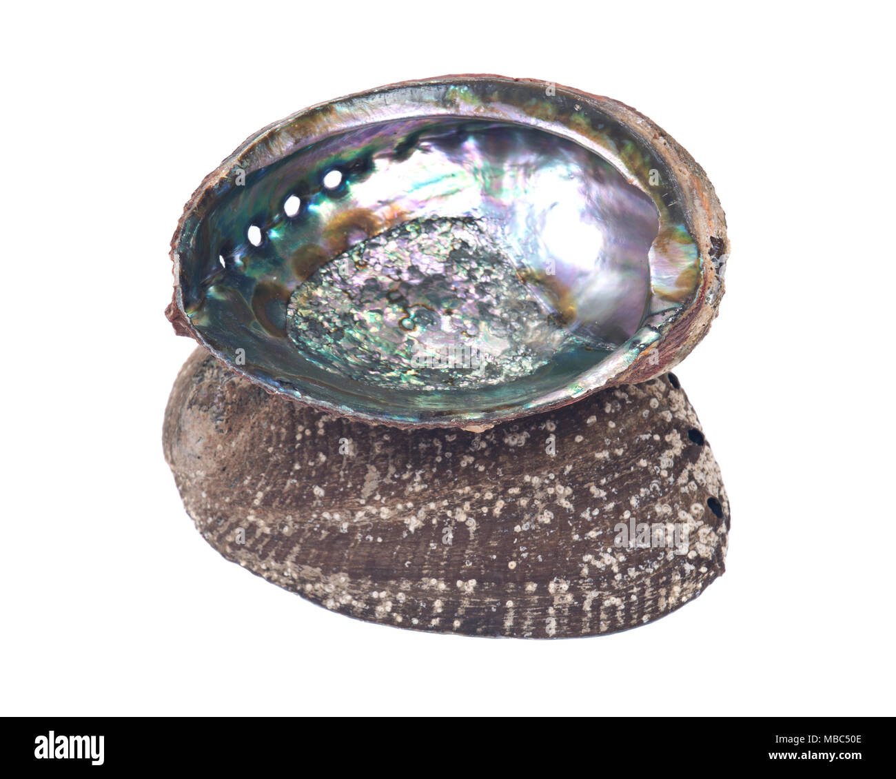 Bright polished rainbow abalone shell isolated on white background Stock Photo - Alamy