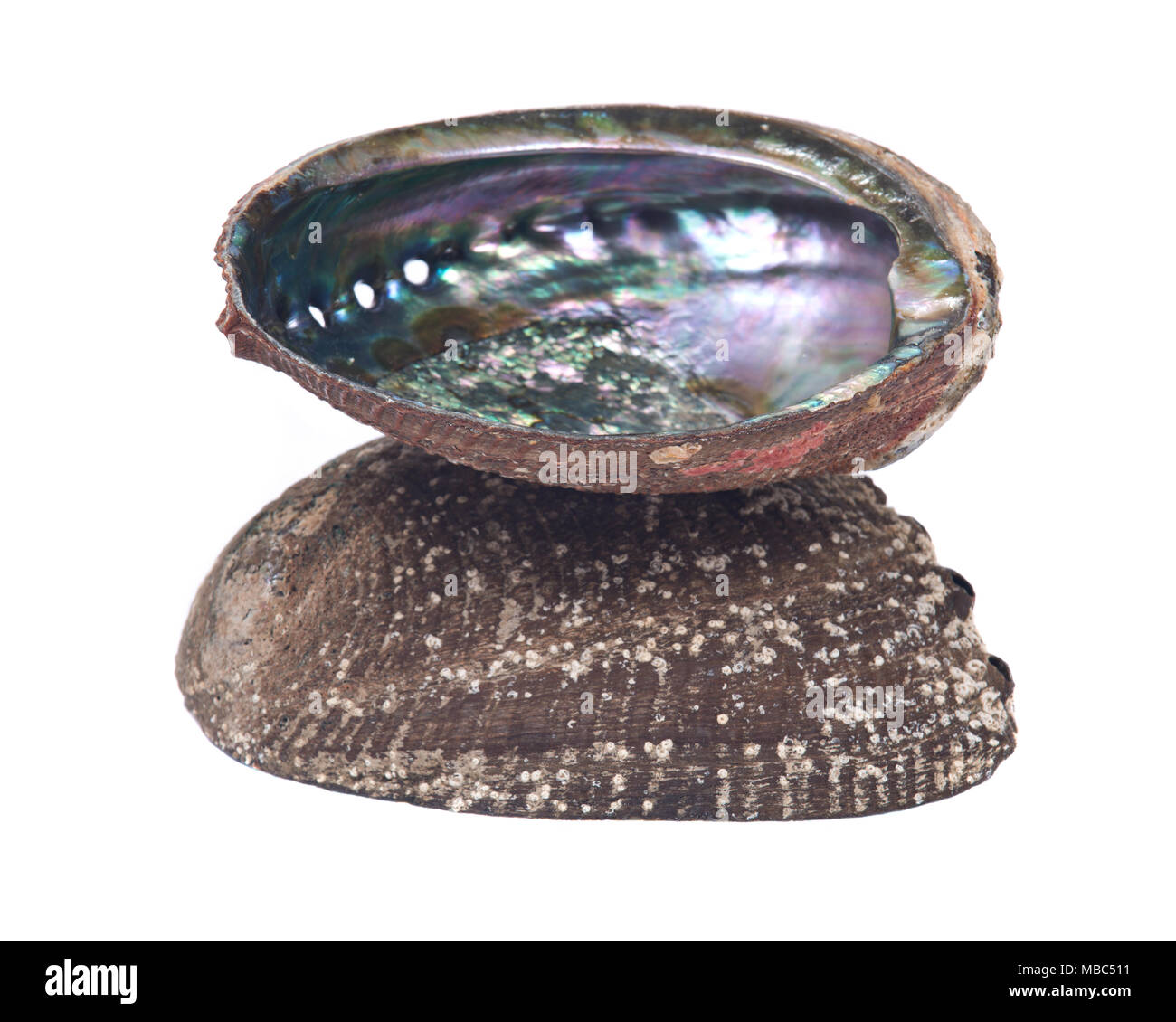 Bright polished rainbow abalone shell isolated on white background Stock Photo - Alamy