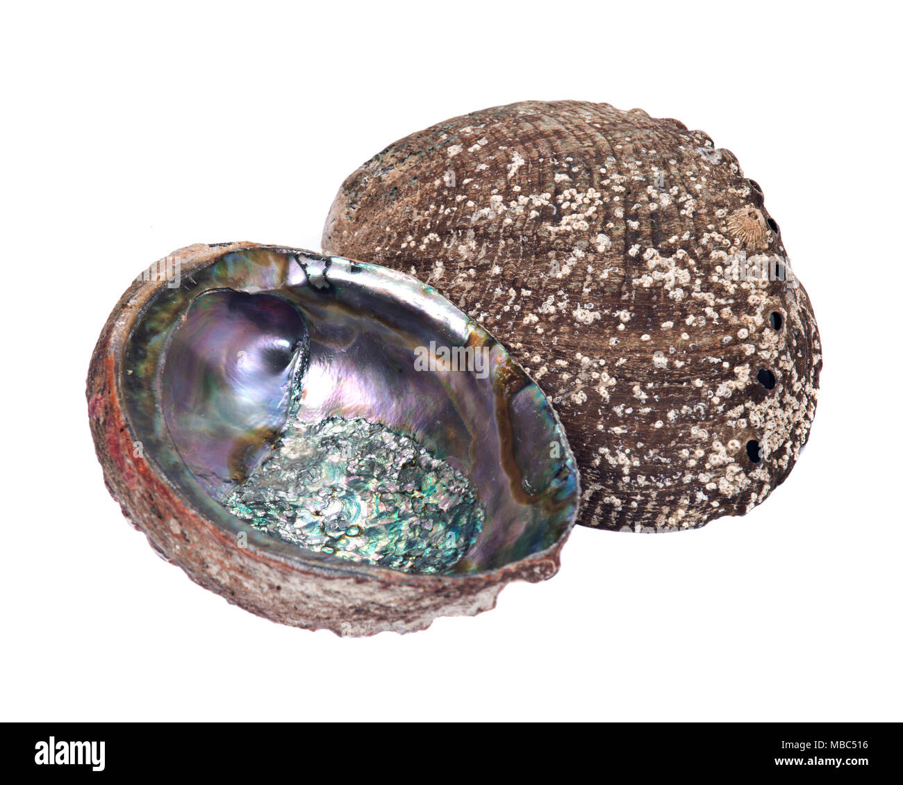 Bright polished rainbow abalone shell isolated on white background Stock Photo - Alamy