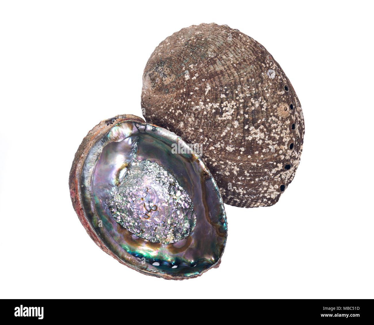 Bright polished rainbow abalone shell isolated on white background Stock Photo - Alamy
