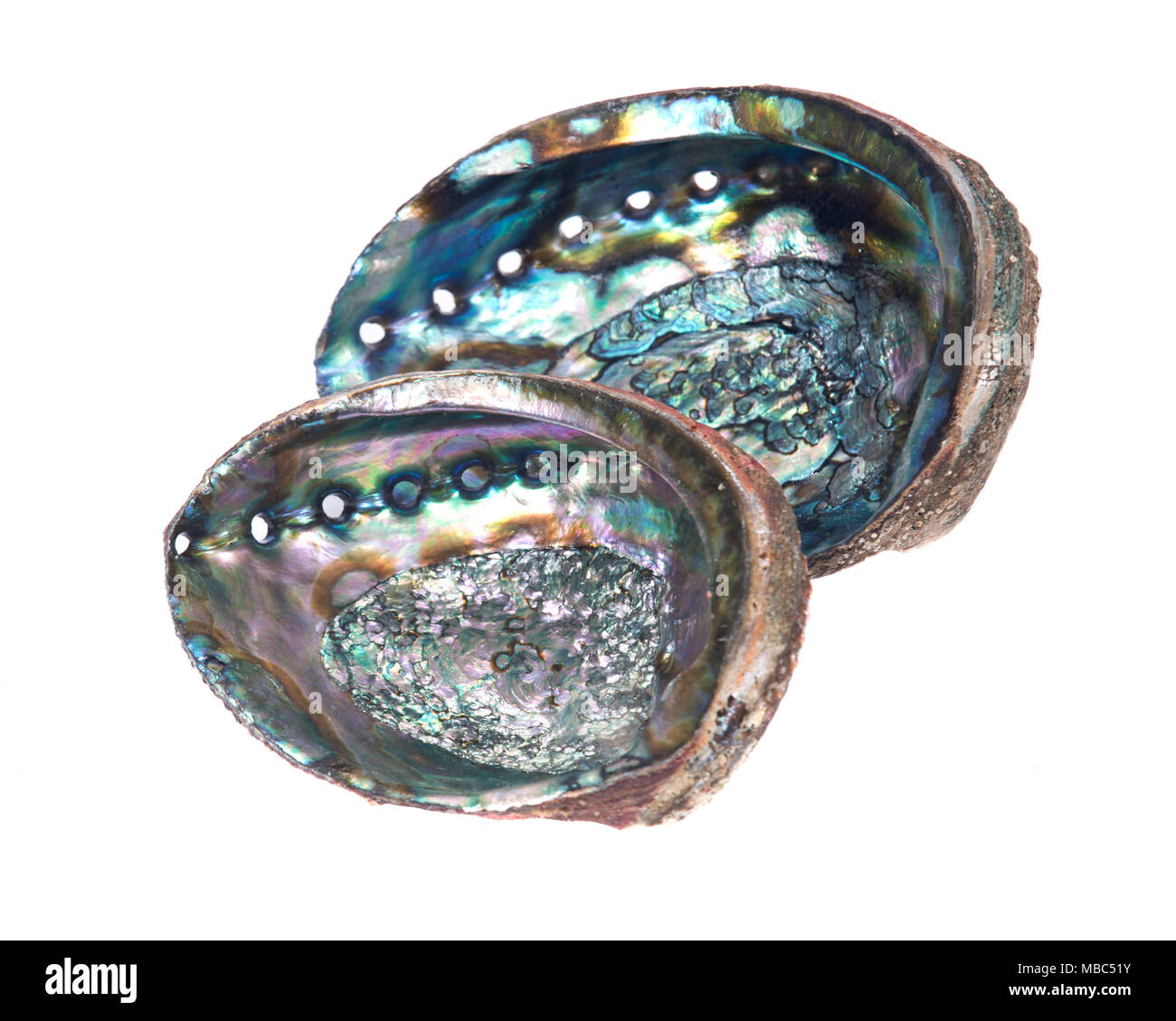 Bright polished rainbow abalone shell isolated on white background Stock Photo - Alamy