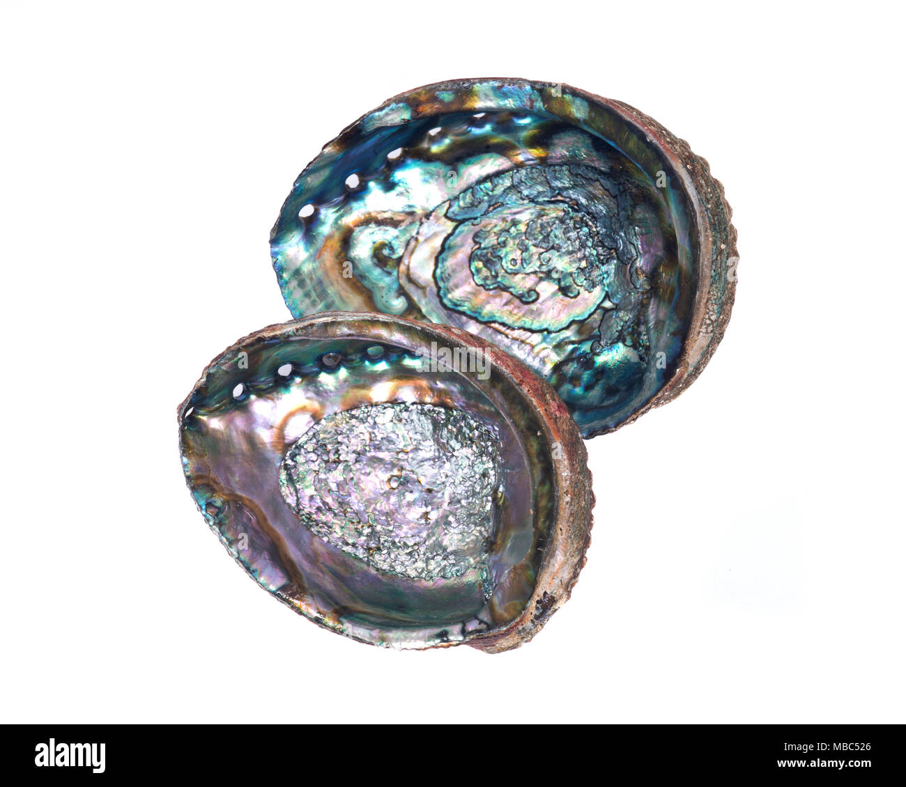 Bright polished rainbow abalone shell isolated on white background ...