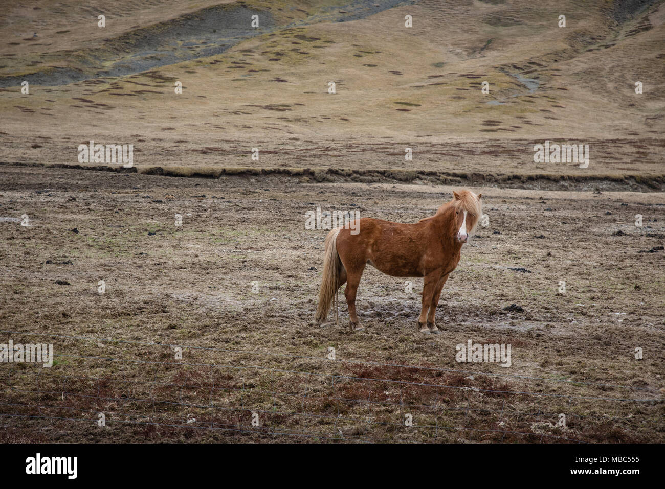 Icelandic horse in Rugged Terrain Stock Photo - Alamy
