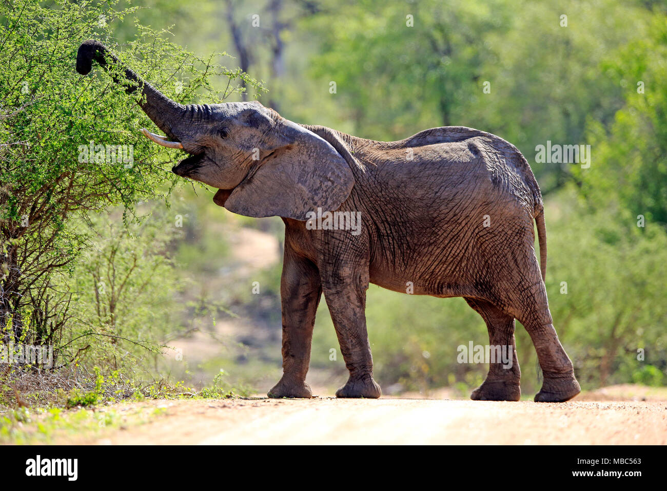 Baby elephant eating hi-res stock photography and images - Alamy