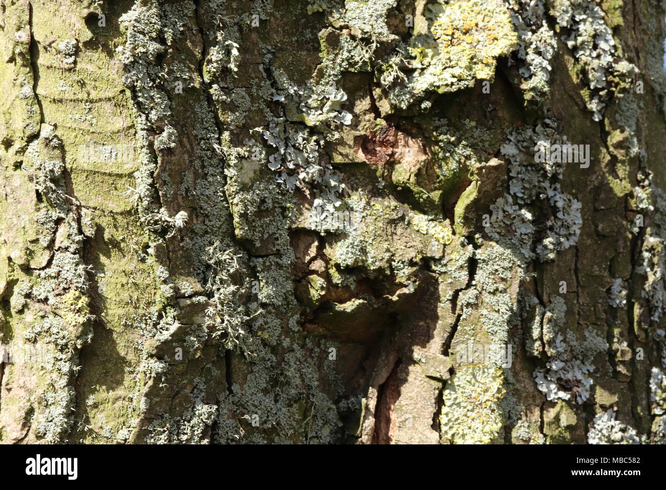 Textures (tree bark, moss, lichen Stock Photo - Alamy