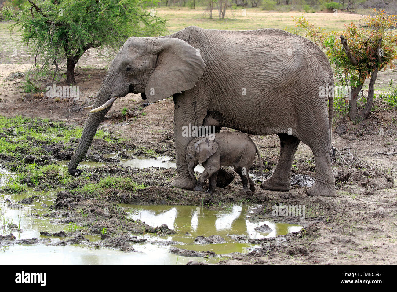 African elephants (Loxodonta africana), elephant cow with young animal ...