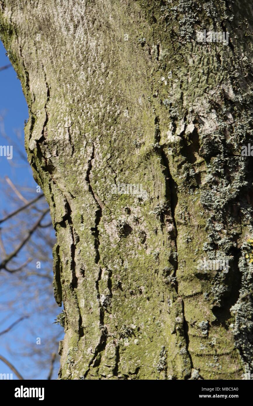 Textures (tree bark, tree branches Stock Photo - Alamy