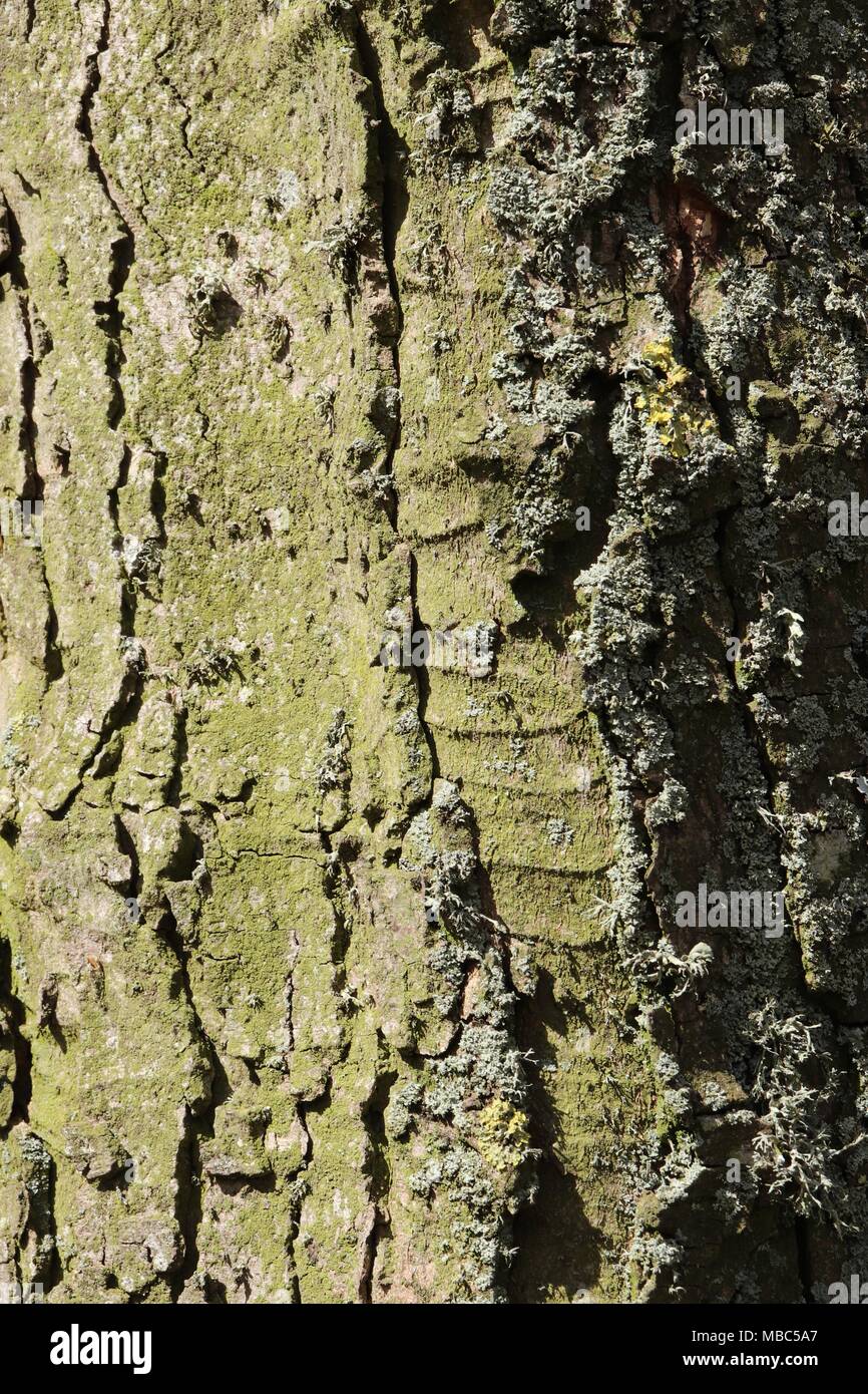 Textures (tree bark, tree branches Stock Photo - Alamy