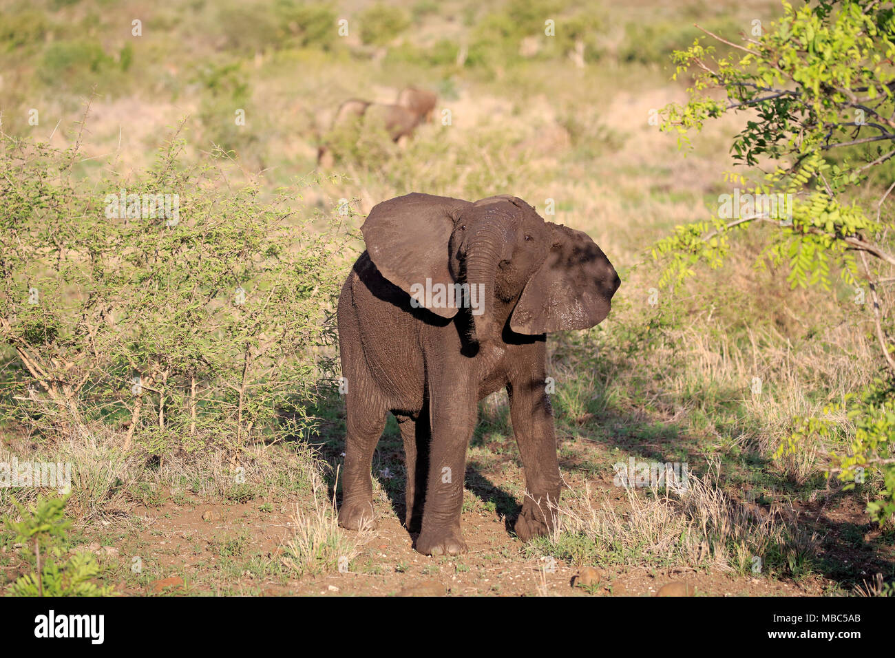 African elephant (Loxodonta africana), young animal, threatening ...