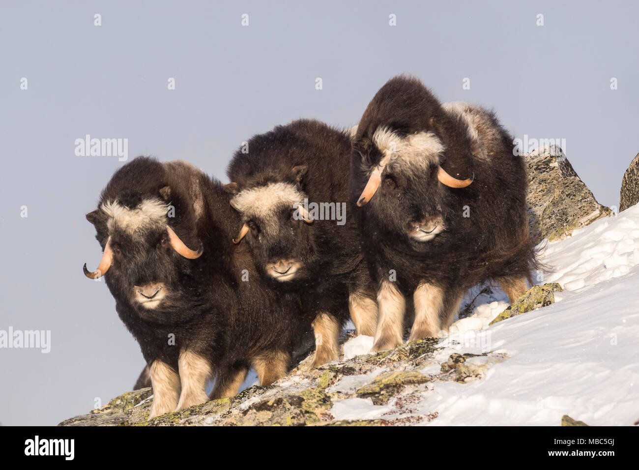 Three wild animals hi-res stock photography and images - Alamy