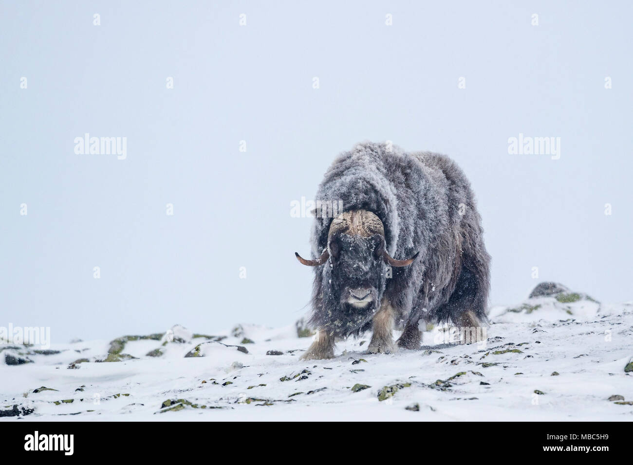 Male musk ox hi-res stock photography and images - Alamy