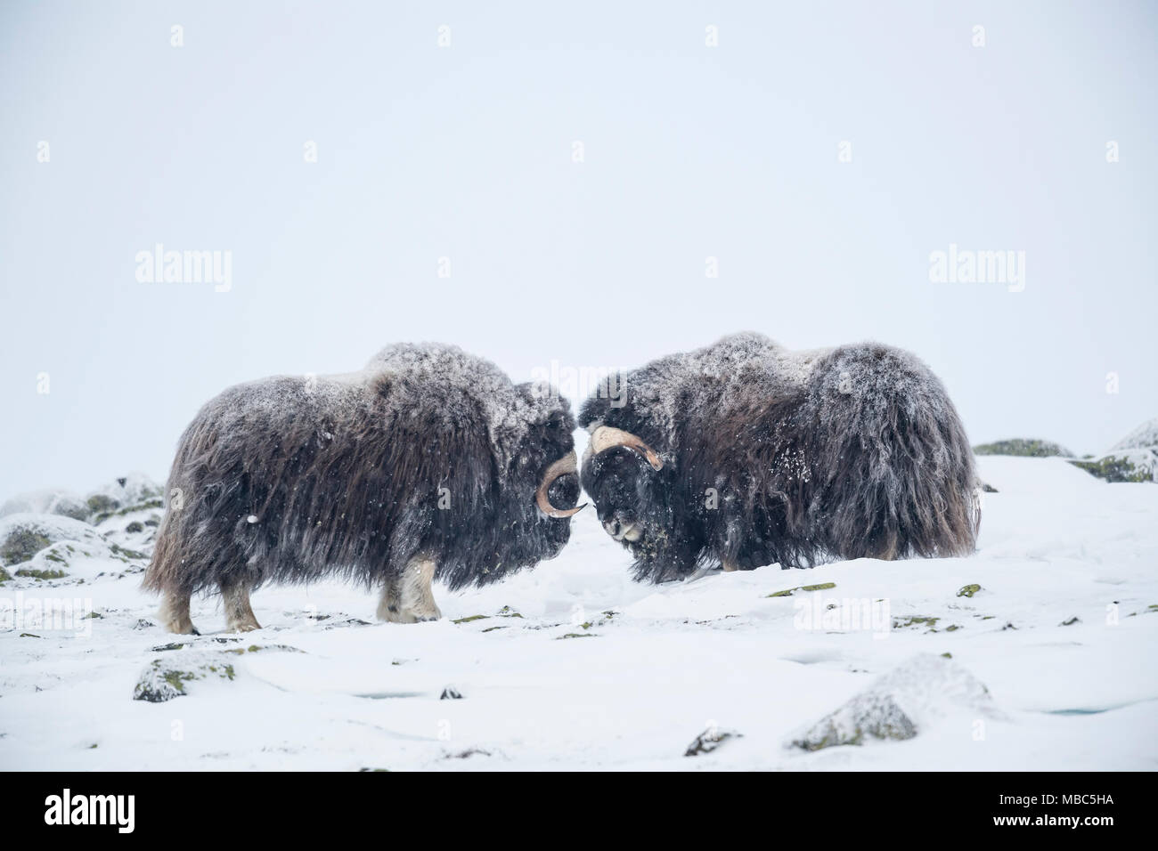 Musk ox in snowstorm hi-res stock photography and images - Alamy
