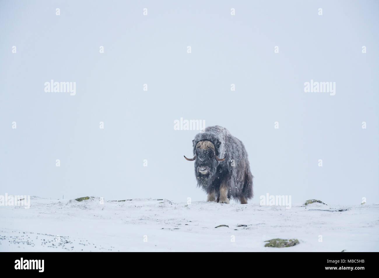 Musk ox snow hi-res stock photography and images - Alamy