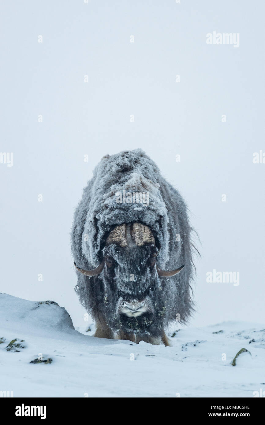Musk ox in snowstorm hi-res stock photography and images - Alamy