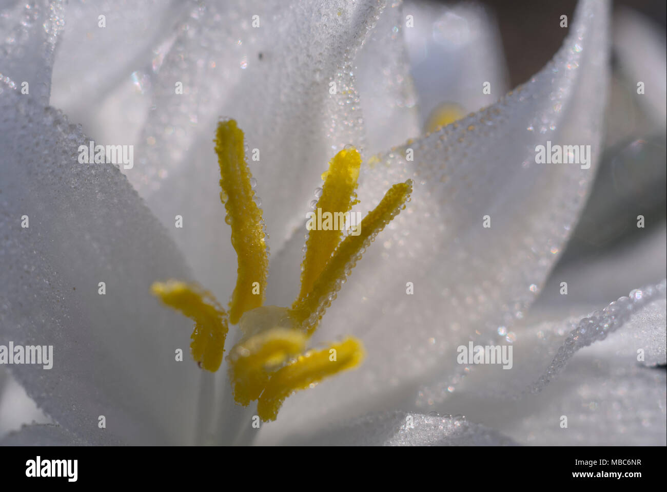 Botany liliaceae water lily hi-res stock photography and images - Alamy