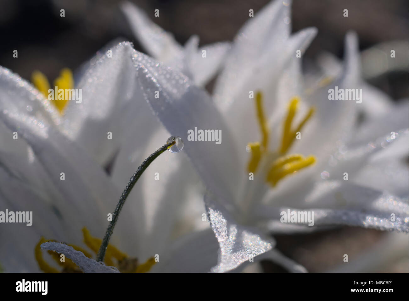 Botany liliaceae water lily hi-res stock photography and images - Alamy