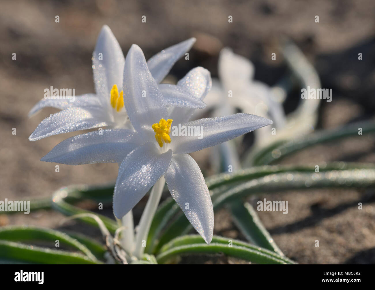 Botany liliaceae water lily hi-res stock photography and images - Alamy