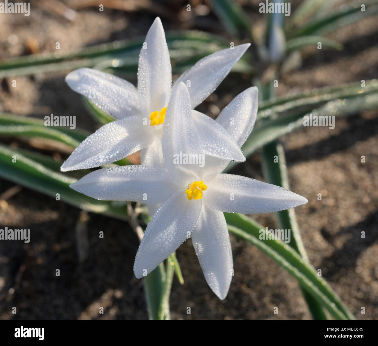 Botany Liliaceae Water Lily High Resolution Stock Photography and ...